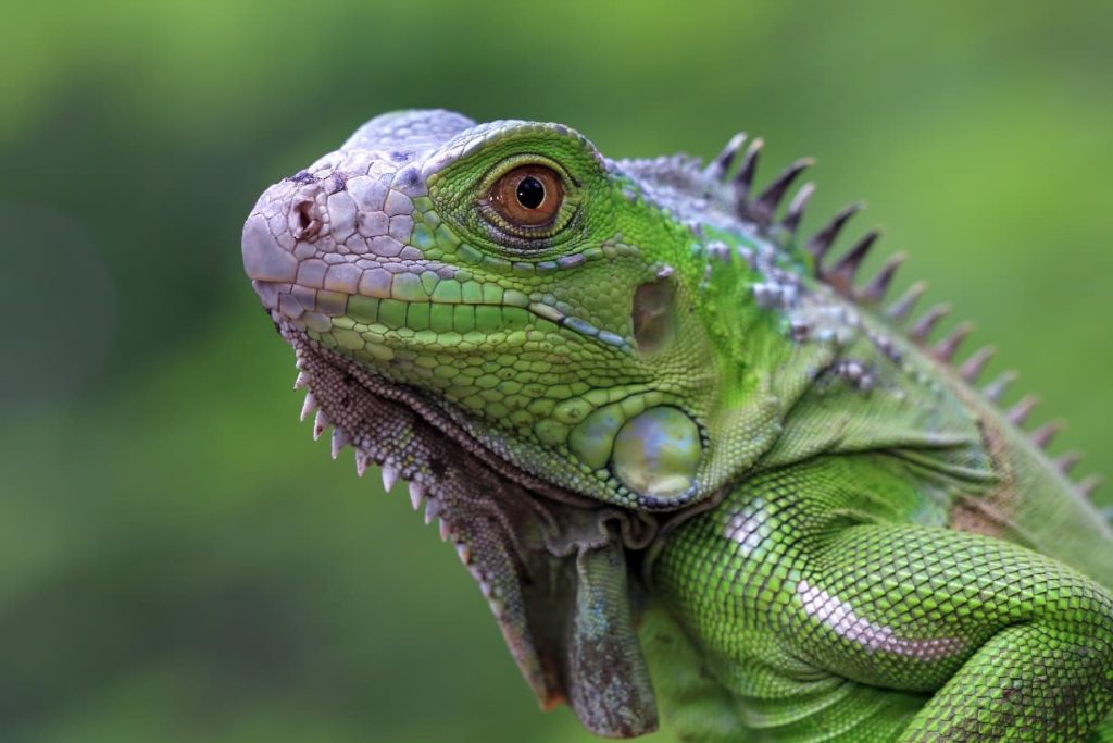 Importancia de la alimentación de una iguana | Pixi Mascotas